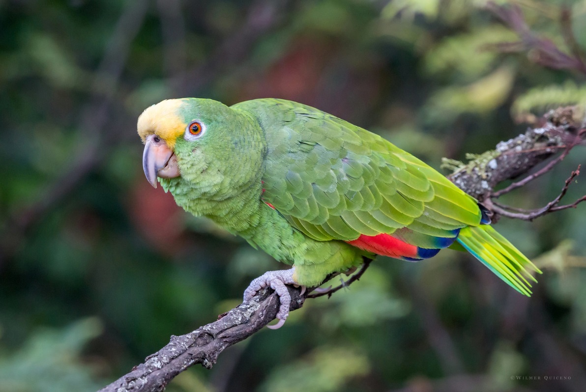 Qué características tiene el loro grande de colores y su hábitat