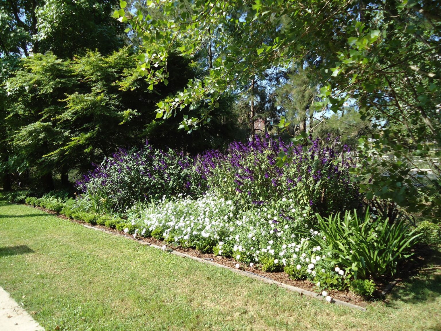 Qué plantas son ideales para canteros a pleno sol